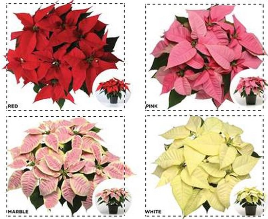 Selecta One presents 2022 poinsettia catalog