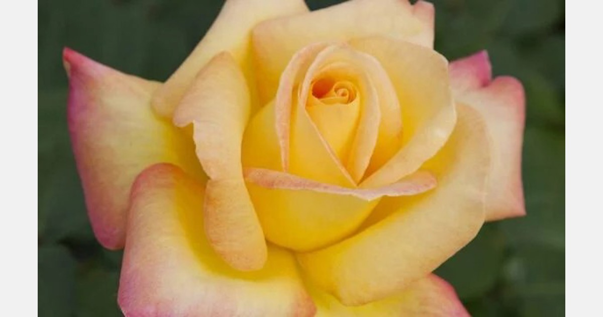 Baipeace changes commercial name of famous Peace Rose