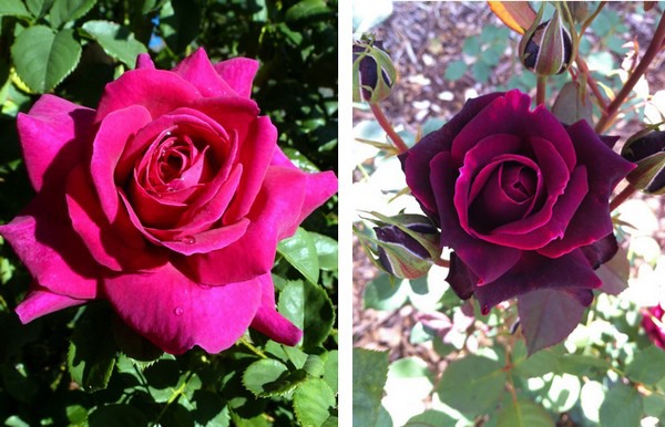 Skagit horticulture adds Brindabella roses