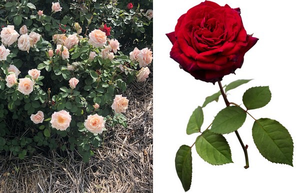 Skagit horticulture adds Brindabella roses