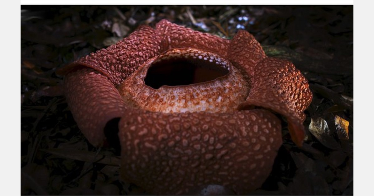 'Monstrous' flower attracts victims with smell of decay