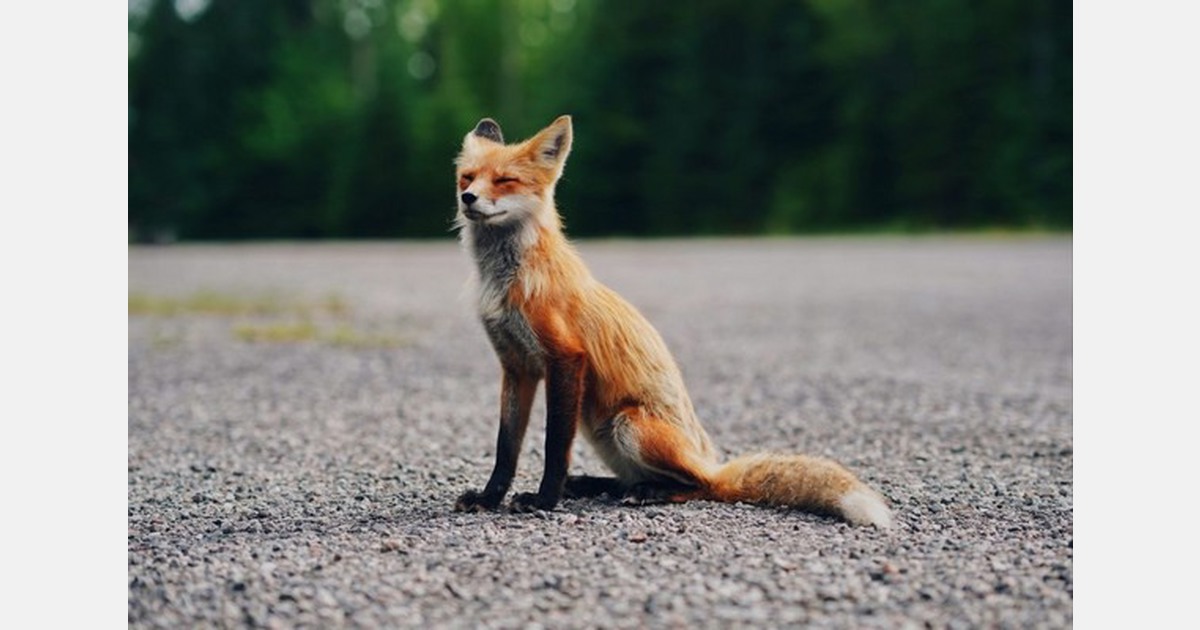 Belgium: Fox, breaks in greenhouse, racks up thousands in damages
