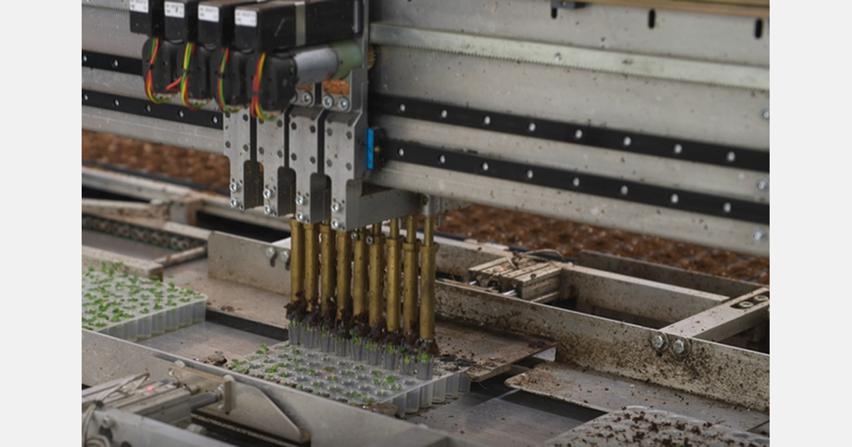 Automated transplanting of plants from tissue culture