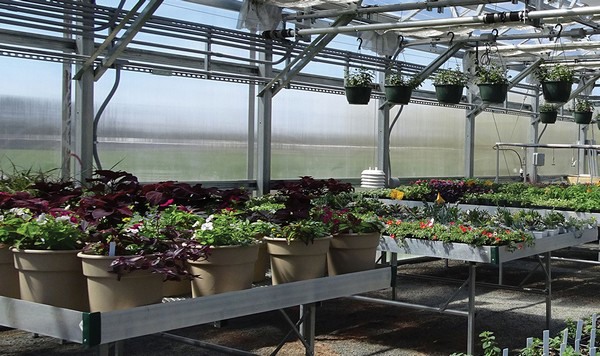 Implementing greenhouse shelving to optimize growing space