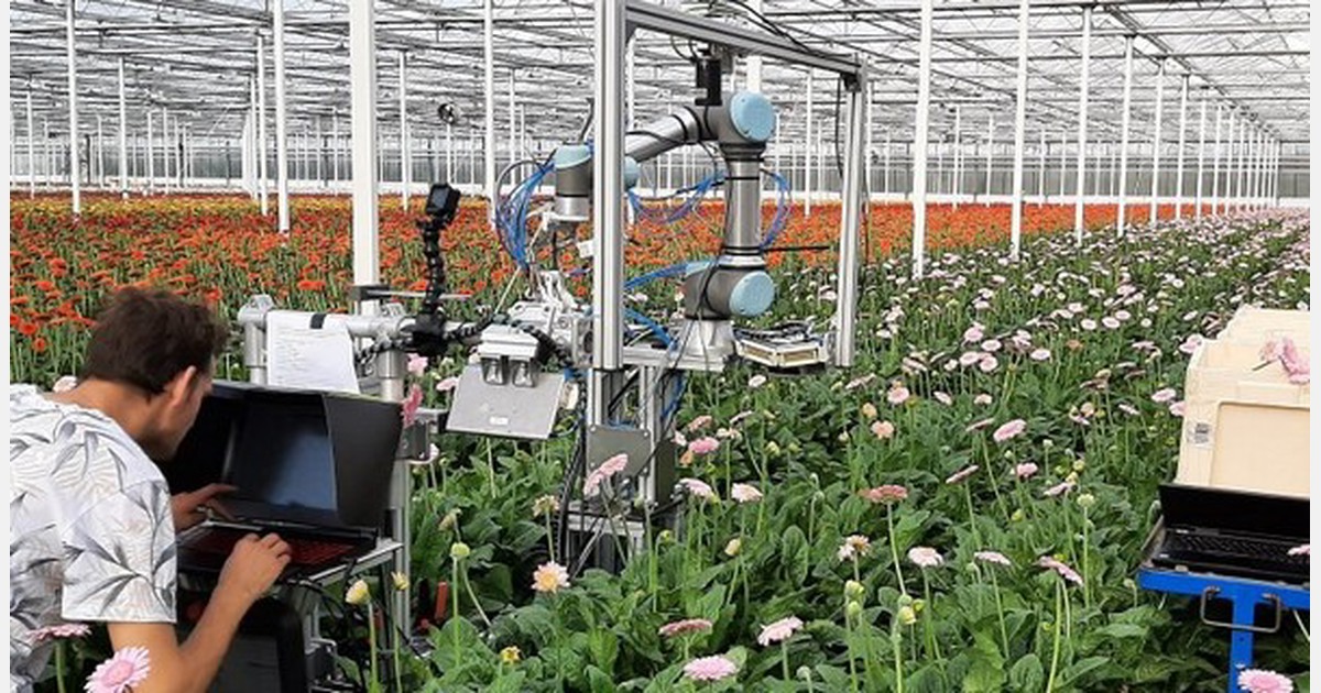 Harvesting robot uses scissors to harvest gerberas