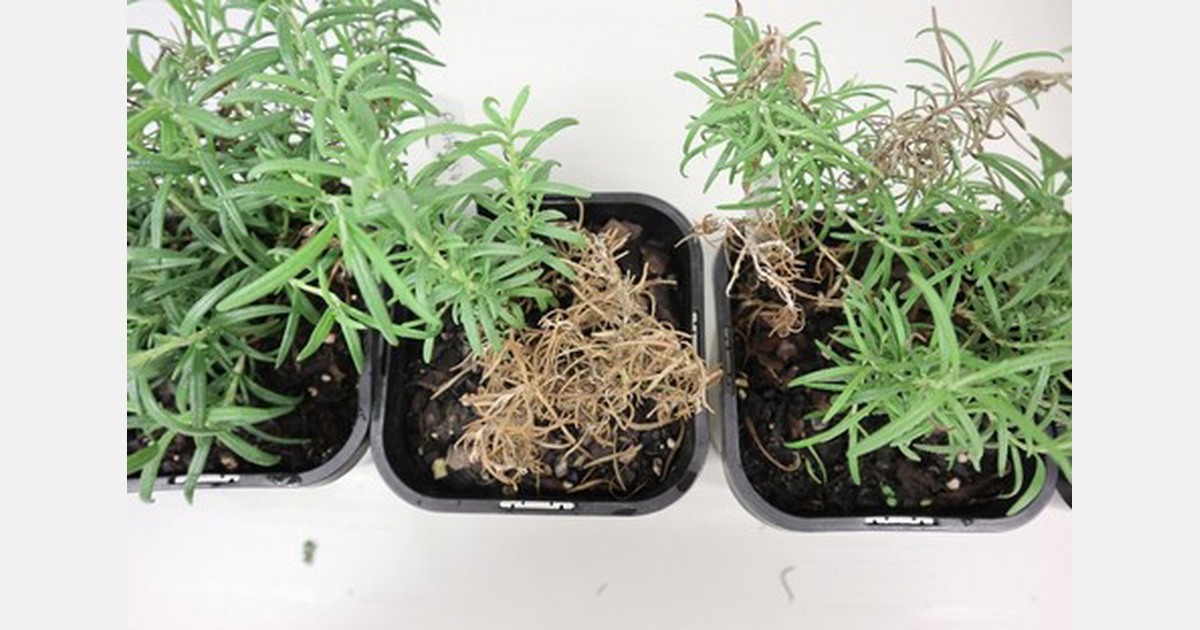 March pest of the month: Phytopythium