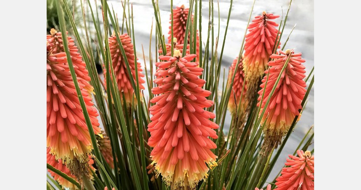 A sneak peek of Terra Nova Nurseries' Kniphofia ‘Rocket Jr.’
