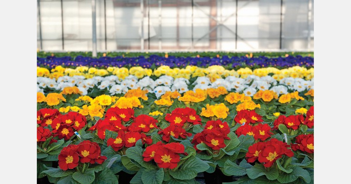 Highlights of the Primula Paradiso open days