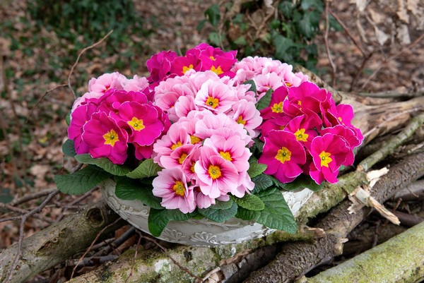 Highlights of the Primula Paradiso open days
