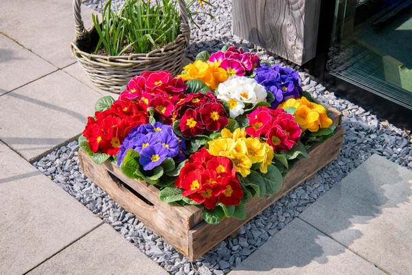 Highlights of the Primula Paradiso open days