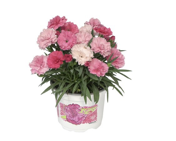 Selecta one and Evanthia to join forces at FlowerTrials 2022