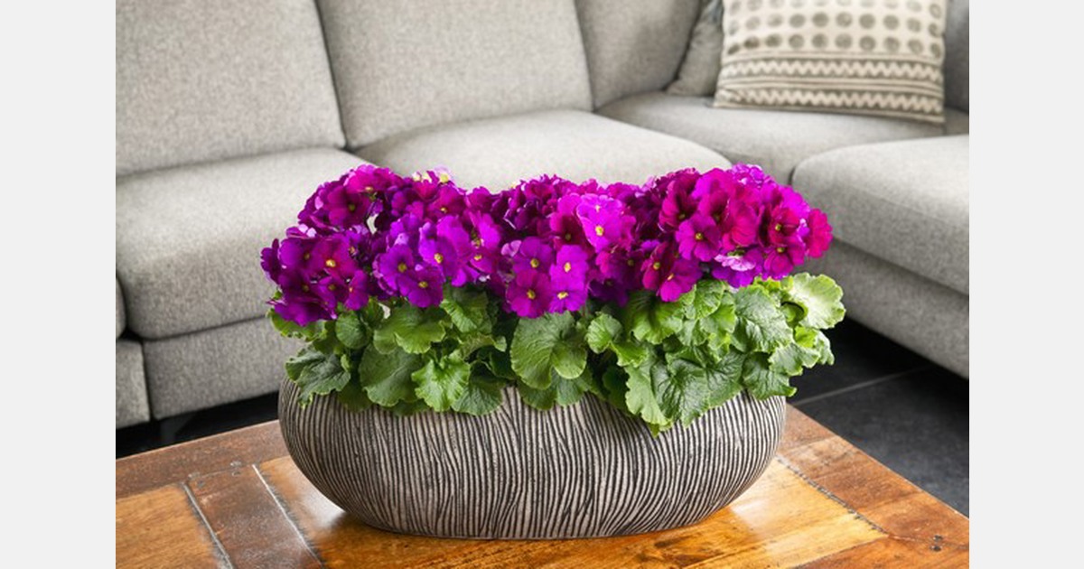 Primula obconica Touch Me in spotlights during open days