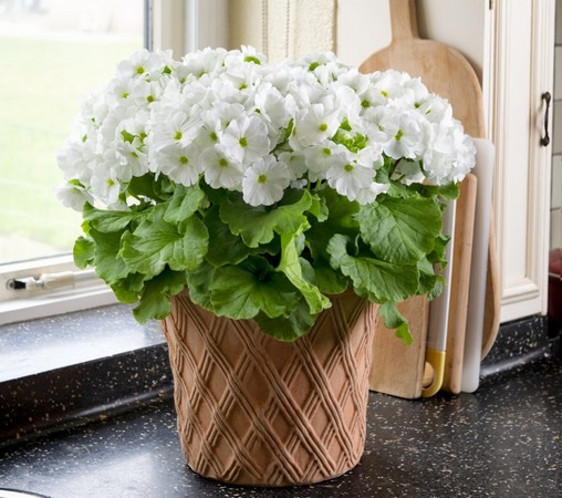 Primula obconica Touch Me in spotlights during open days