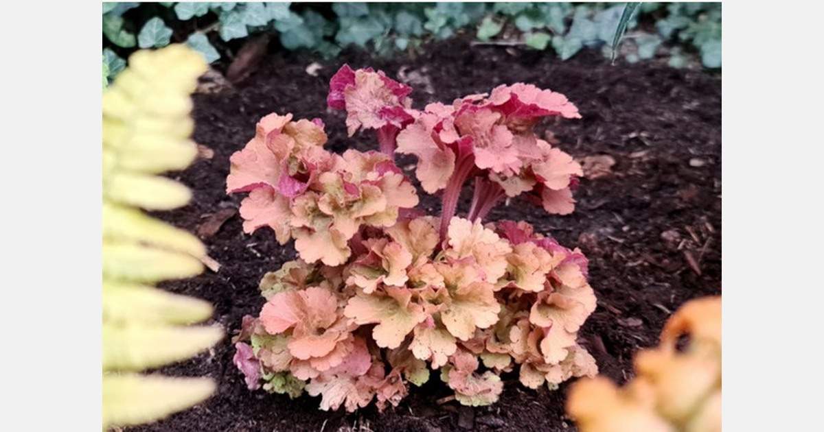 Heuchera L. Frilly enters Plant of the Year competition at Chelsea 2022