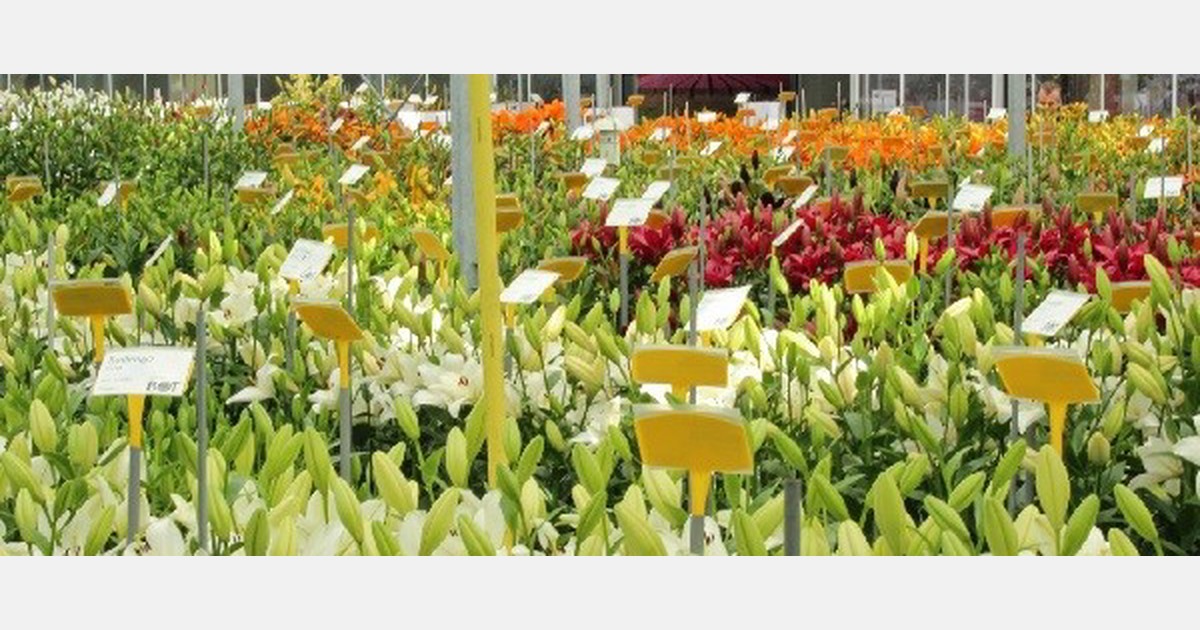 Lilies on the map in the Netherlands