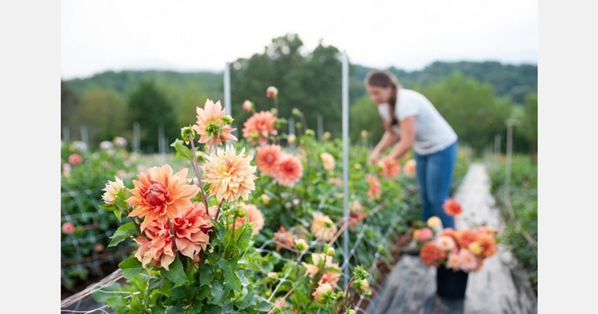 Small-scale flower farming as a form of environmental responsibility