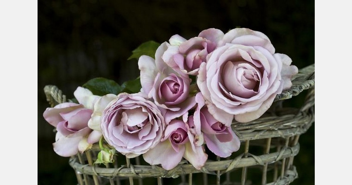 Delbard French roses grown in South Australia