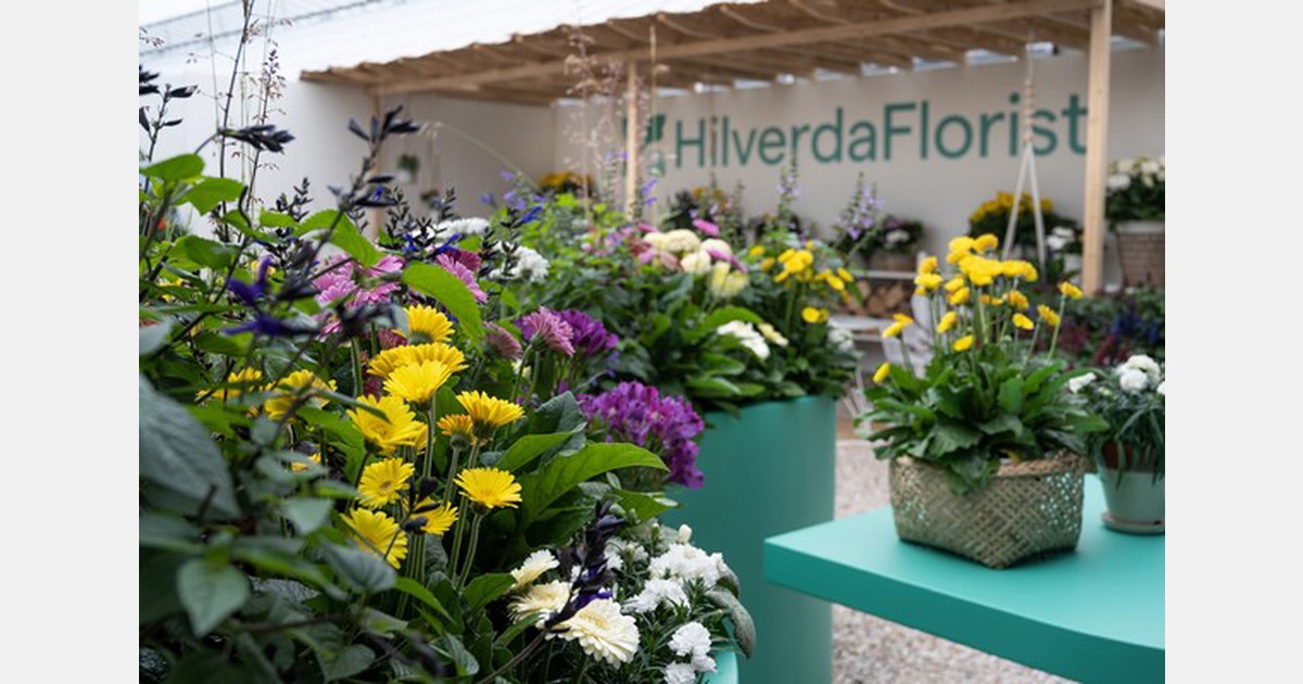 HilverdaFlorist launches new Gerbera & Cut Flower varieties for 2024
