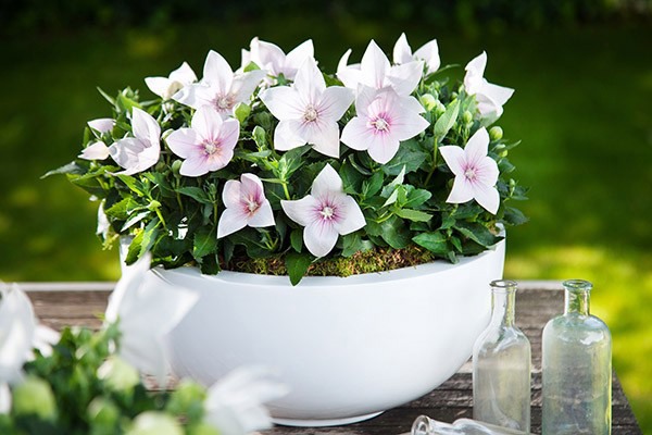 Evanthia exhibits at new location during FlowerTrials