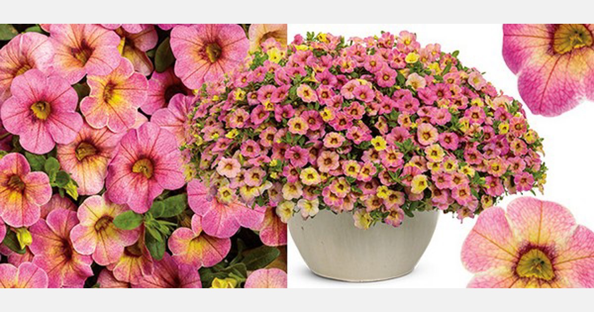 Introducing Superbells Prism Pink Lemonade Calibrachoa