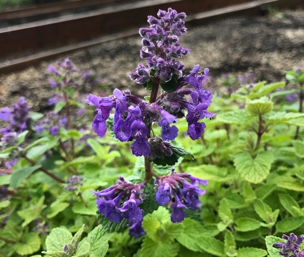 Breeder unveils new Echinacea and Nepeta varieties