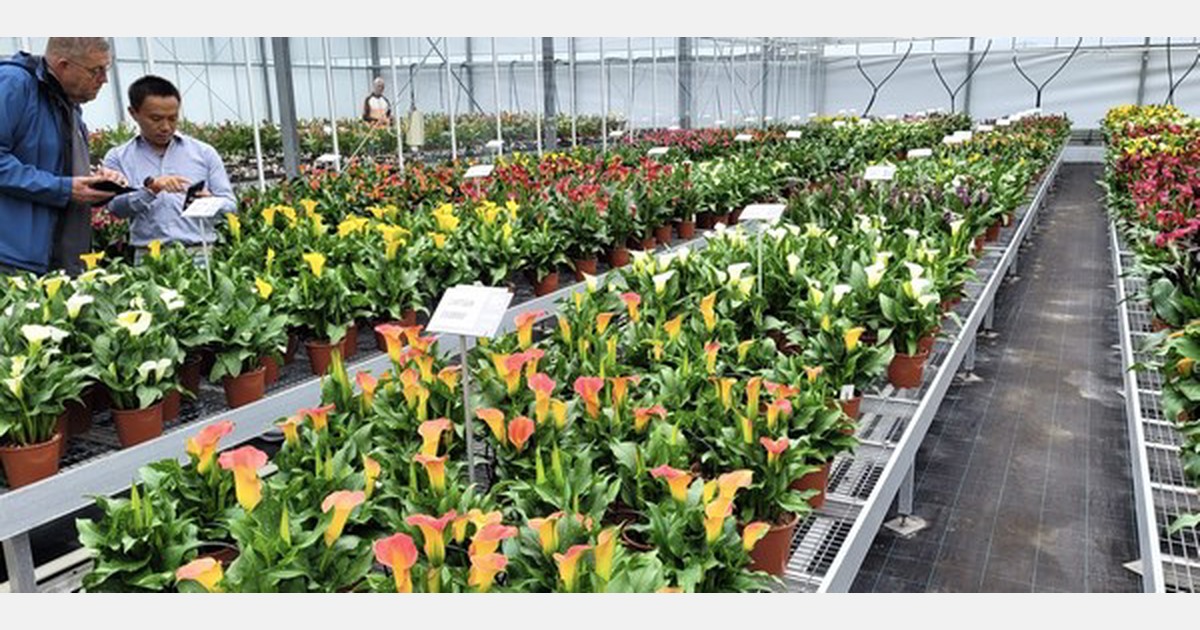 Impressive range of calla varieties presented at Captain Calla Days