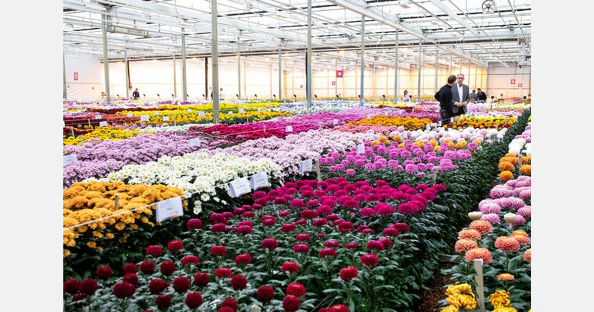 Deliflor celebrates 'Summer of Love' in week 24 during the flower trial