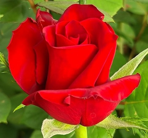 Kenya: Solai Roses expands to 40 ha