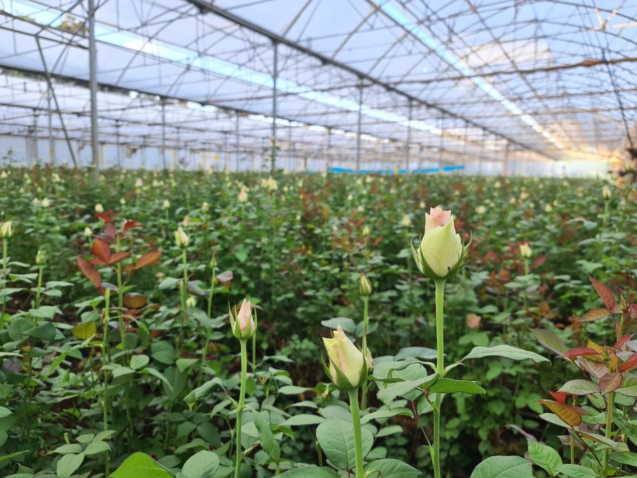 Kenya: Solai Roses expands to 40 ha