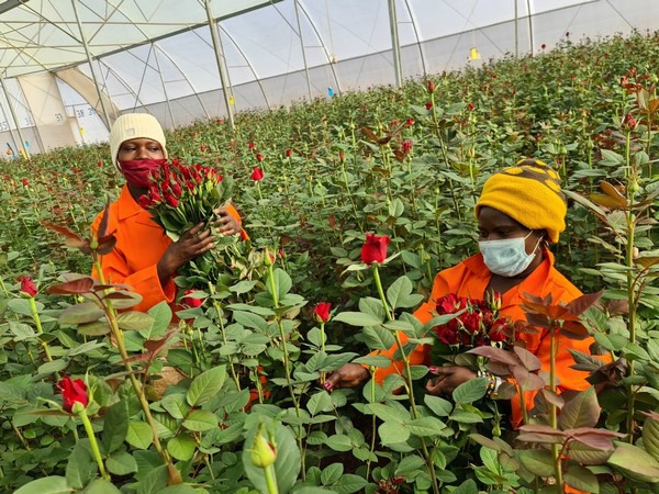 Kenya: Solai Roses expands to 40 ha