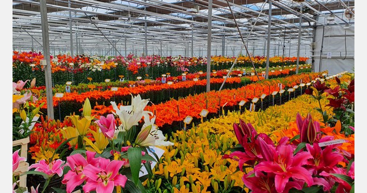 Touchstone wins first place in Lily League 2022