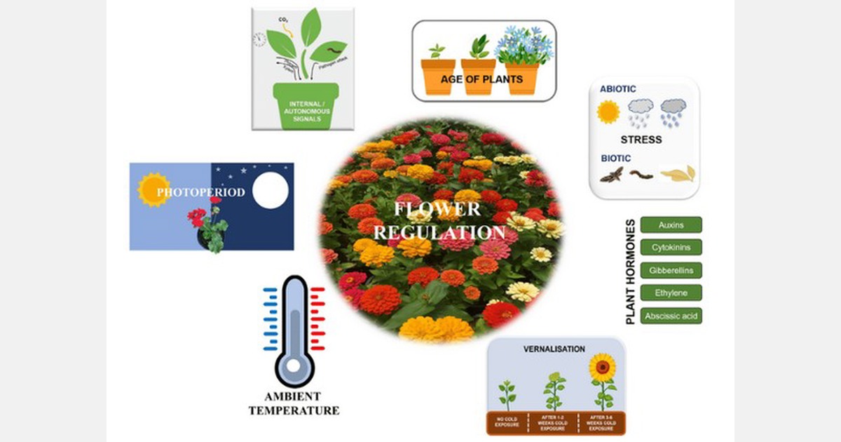 India: Flower regulation in floriculture