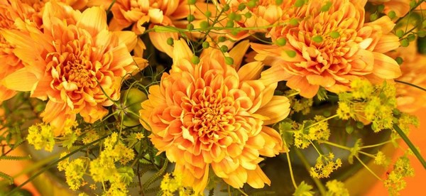 Introducing Kalimba: a new orange chrysanthemum
