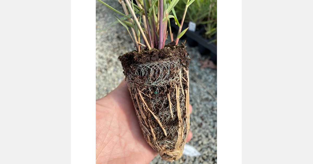 Growing with growcoons: biodegradable plugs