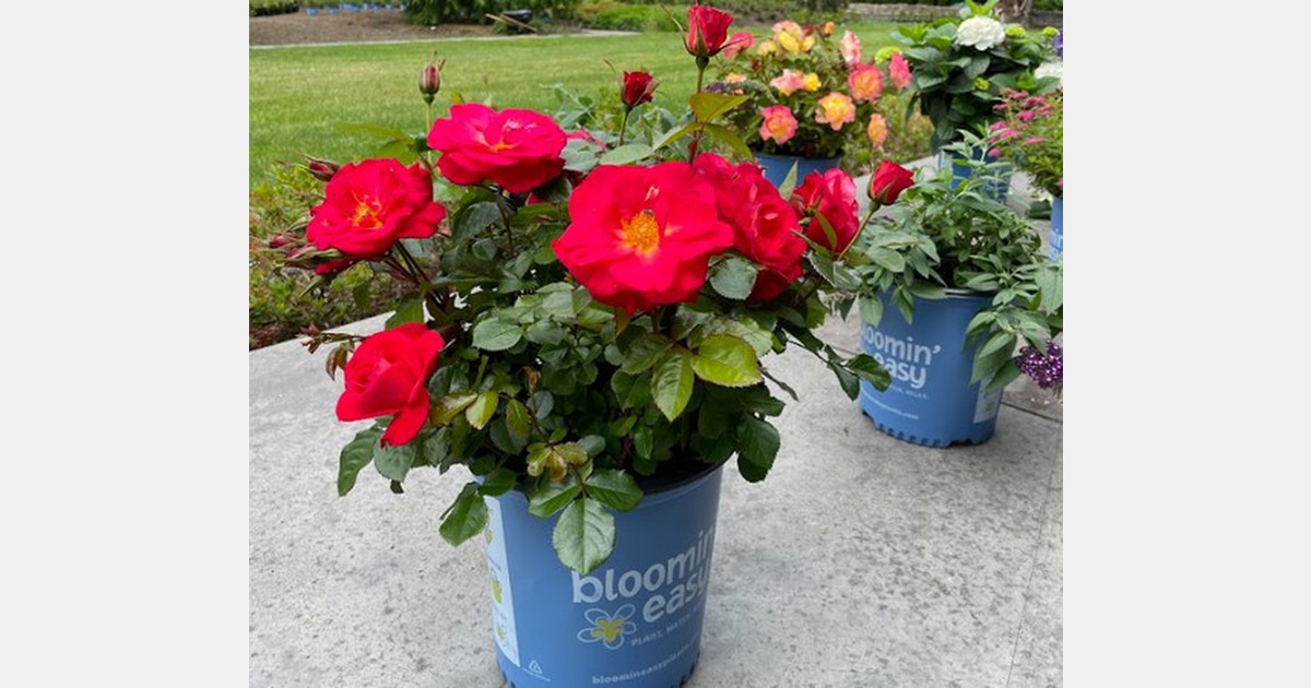 Bloomin’ Easy unveils nine new and improved varieties for 2023