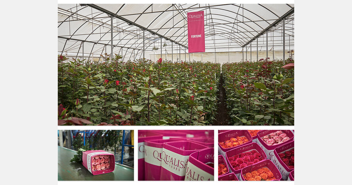 A four part series introducing new Ecuadorian Rose Farms