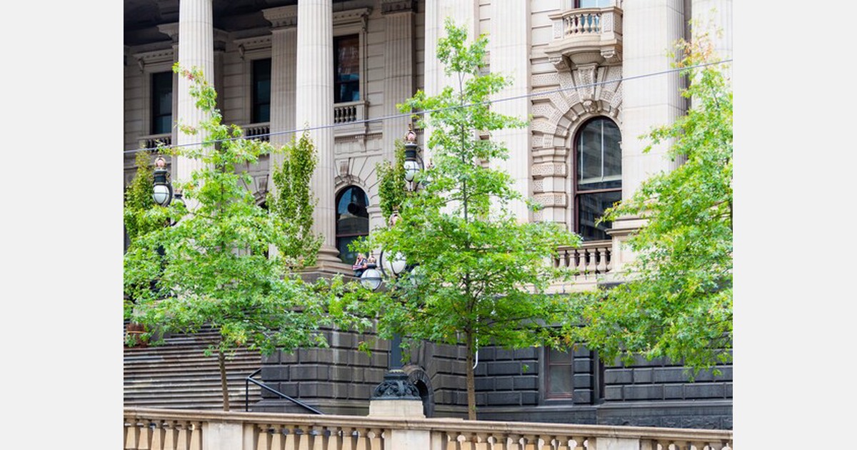 Trees outside Parliament House signify a week-long celebration of ...
