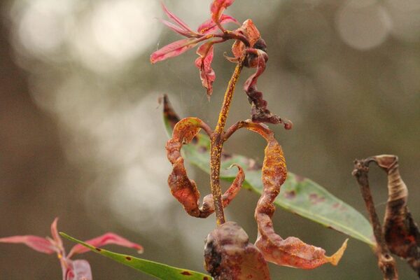 September pest of the month: Myrtle rust