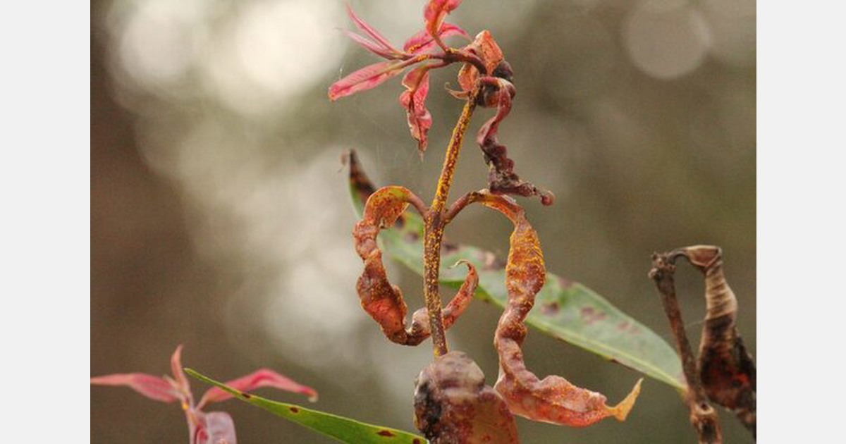 September pest of the month: Myrtle rust