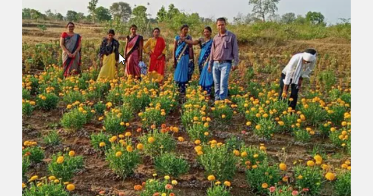 CSIR’s floriculture mission a boon for Maharashtra flower cultivators