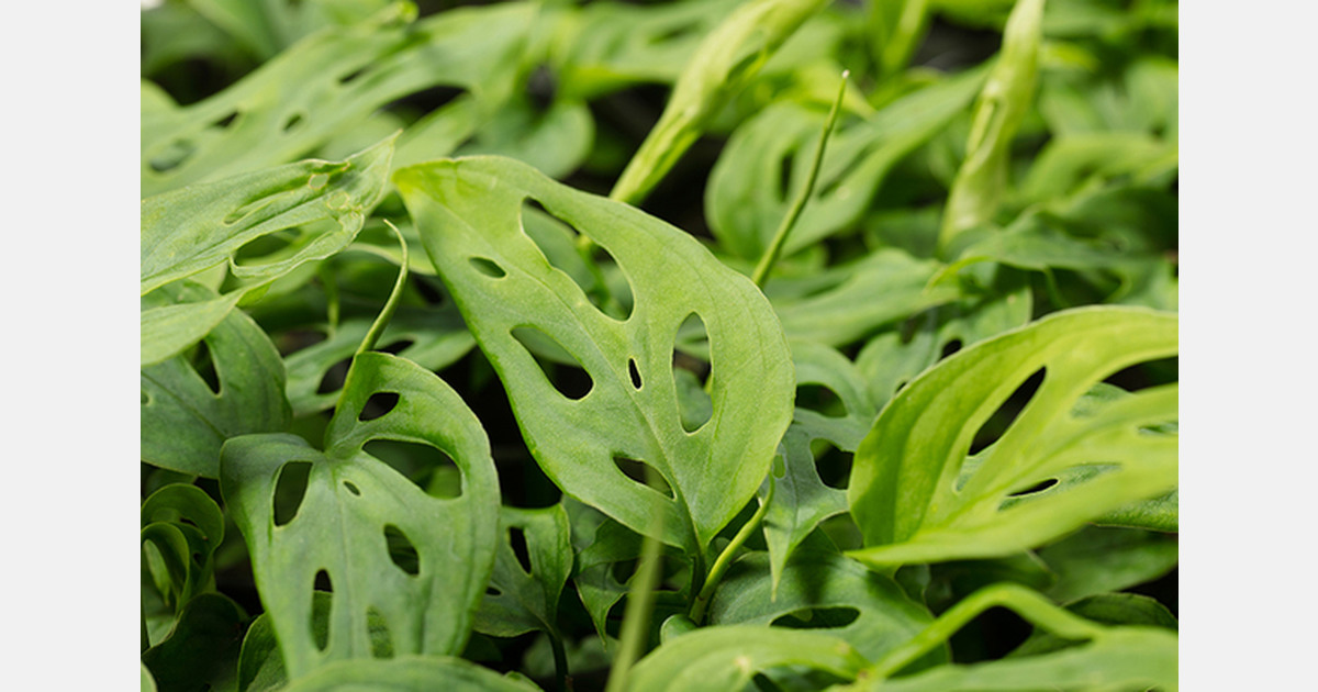 Off to a good start with Monstera seeds and young plants of Evanthia