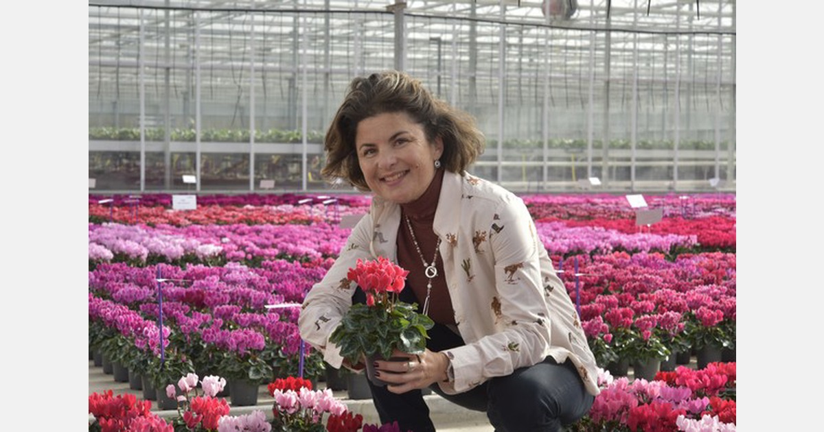 “Current demand for cyclamen is low but I expect it to increase soon”