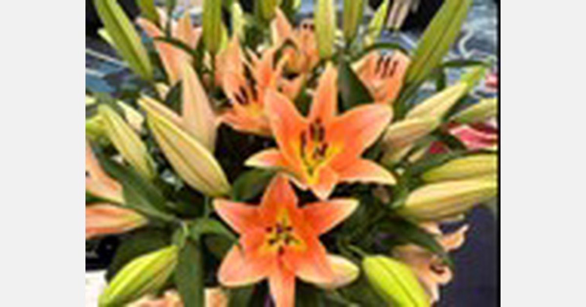 ‘Zelmira’ wins Best in Show in SAF’s outstanding varieties competition