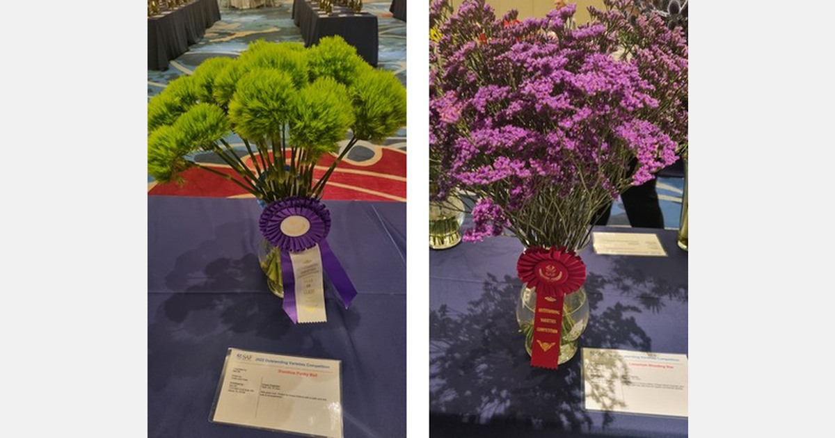 Ball SB's Dianthus Punky Ball and Limonium Shooting Star scoop prizes