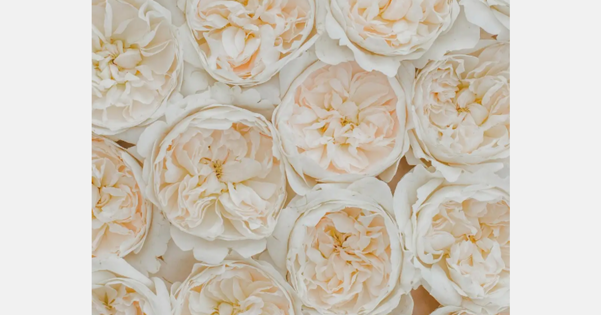 A Floral Introduction – Purity