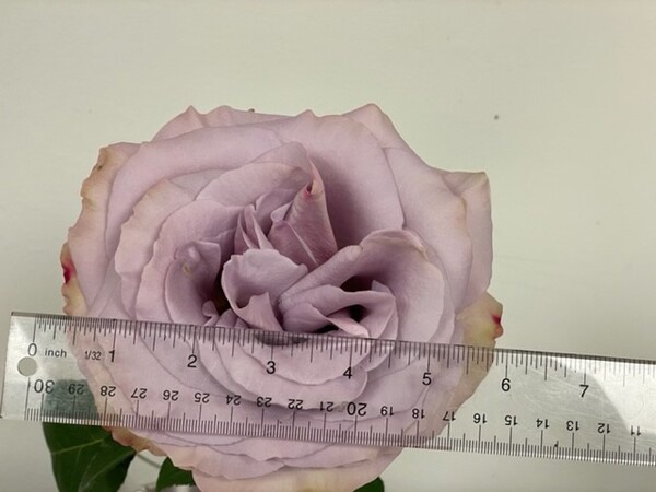 New Rose variety: Friends