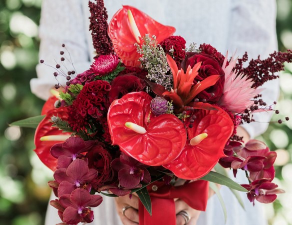 Anthura presents Rambla, a red Anthurium flower