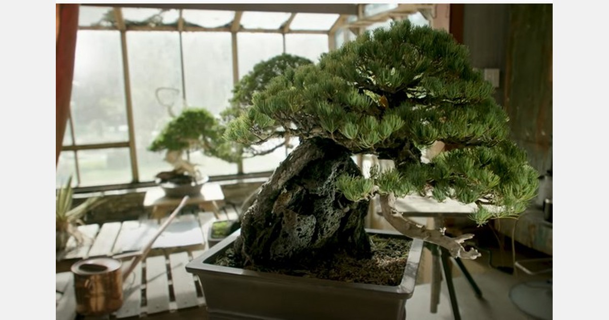 The gift of bonsai from the Kennett Collection