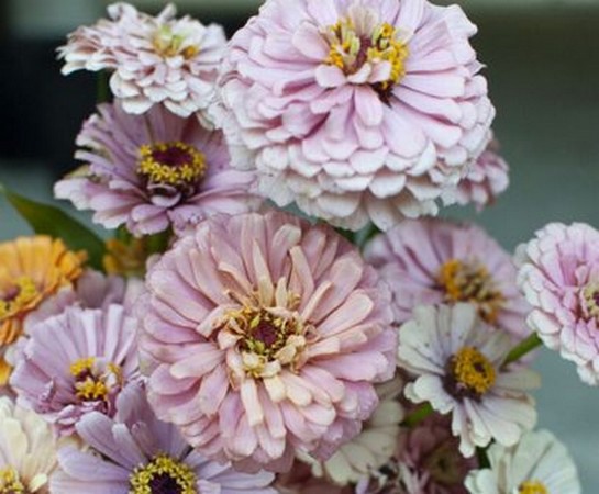 Collecting zinnia seeds in Fall