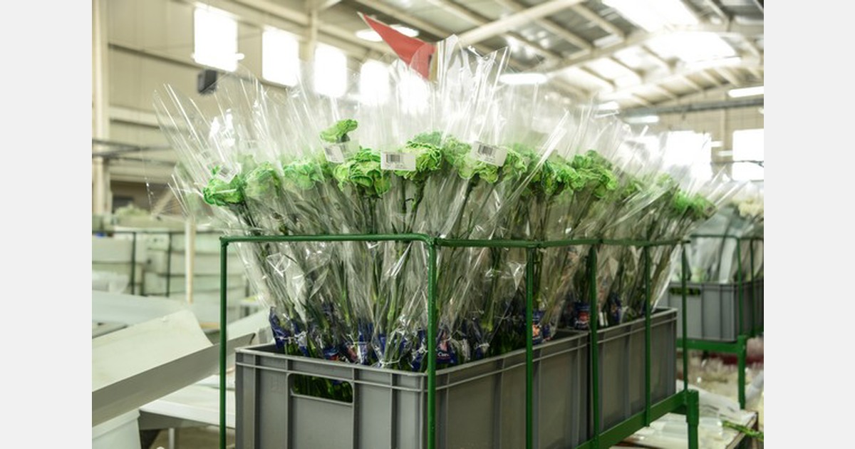 The beauty of Colombian flowers arrive in Toronto